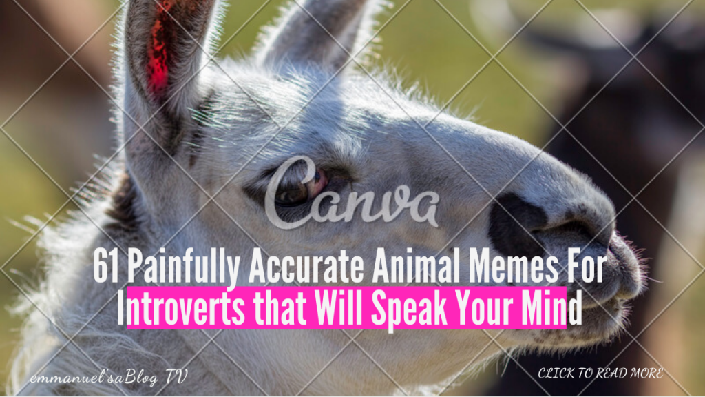 61 Painfully Accurate Animal Memes For Introverts that Will Speak Your Mind