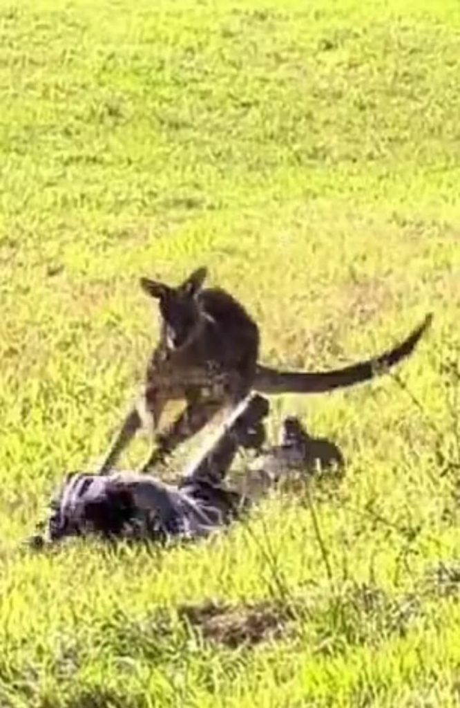 Tourist is chased down and attacked by a wild kangaroo after she tries ...