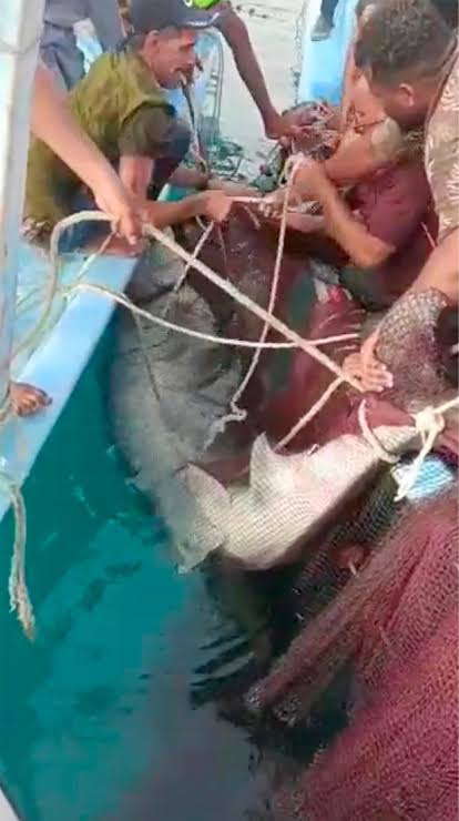 UPDATE: Egypt to hand over mauled remains of Russian shark attack ...