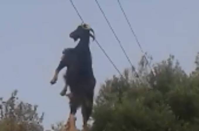 Bizarre moment GOAT is left swinging after getting its horns snagged on ...