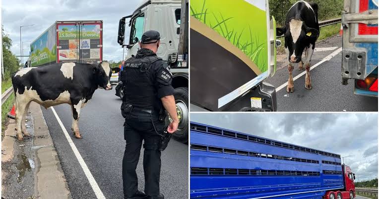 Terrifying moment COW falls from lorry travelling at 70mph on busy motorway