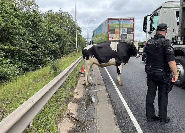 Terrifying moment COW falls from lorry travelling at 70mph on busy motorway