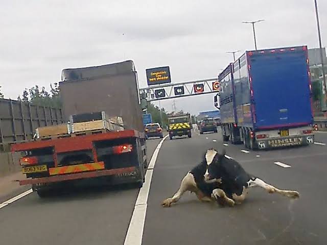 Terrifying moment COW falls from lorry travelling at 70mph on busy ...