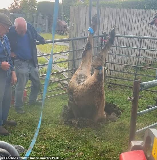 Udderly bonkers moment cow is pulled out of sinkhole by its LEGS