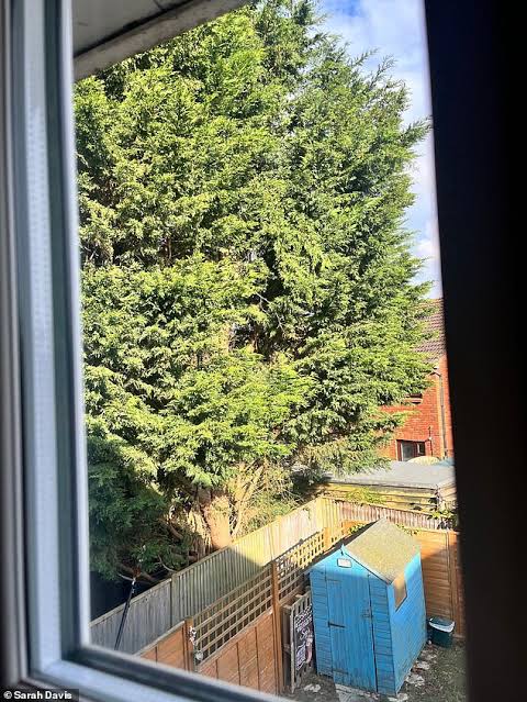 Two neighbours at WAR over fence after branches of 'a dangerous tree ...