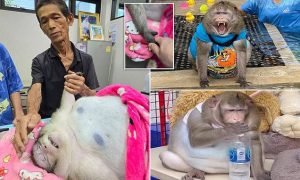Godzilla 'world fattest monkey' DIES - he was killed with kindness as ...
