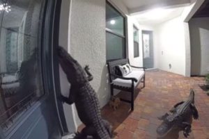 Video: Petrifying Moment Two Massive Alligators Ring Doorbell At Florida Home